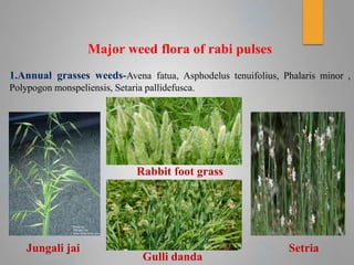 Weed management in rabi pulses | PPT