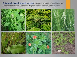 Weed management in rabi pulses | PPT