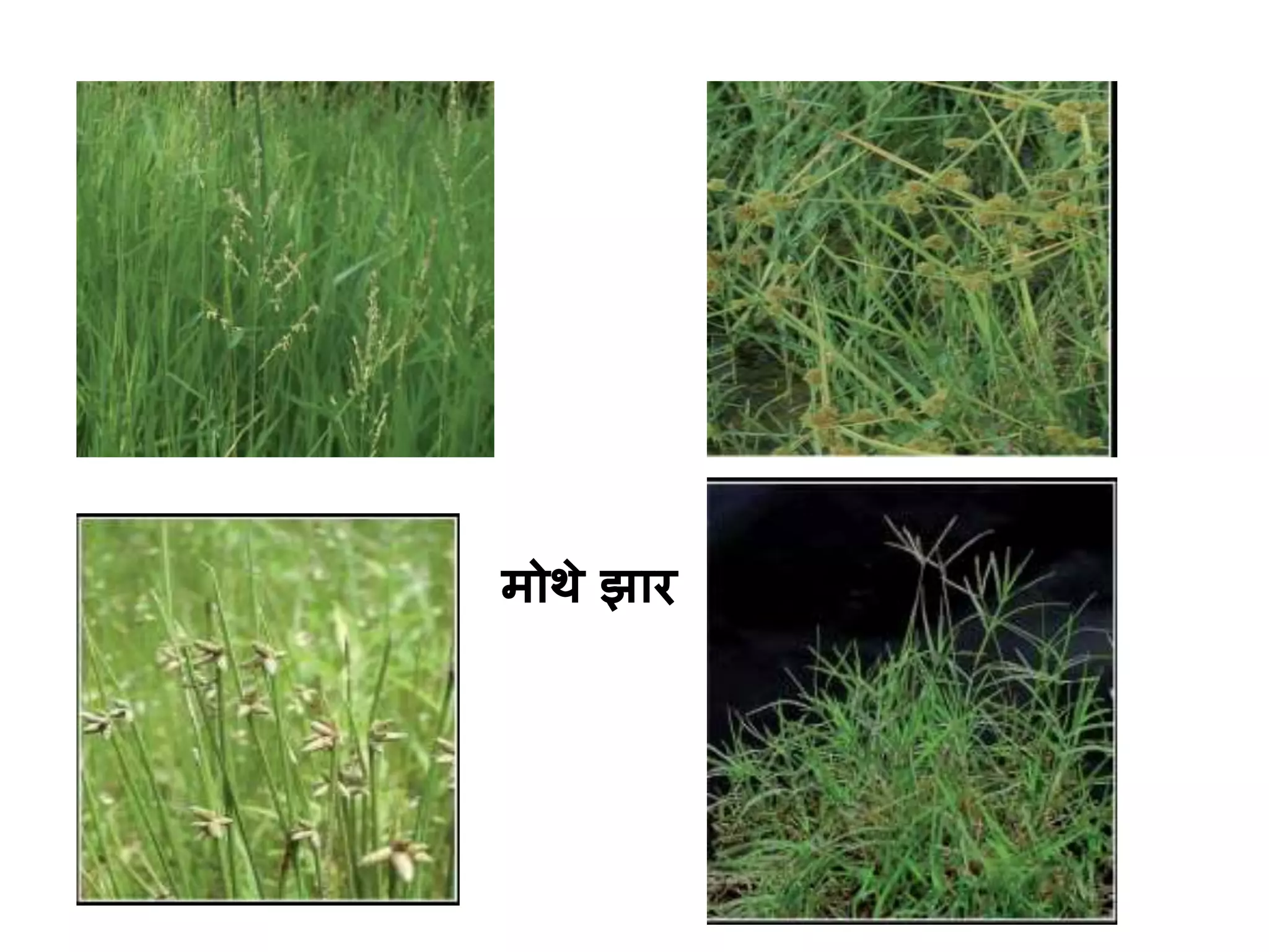 Weed management in rice | PPTX
