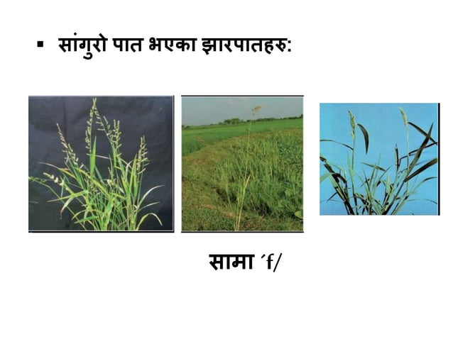Weed management in rice | PPTX