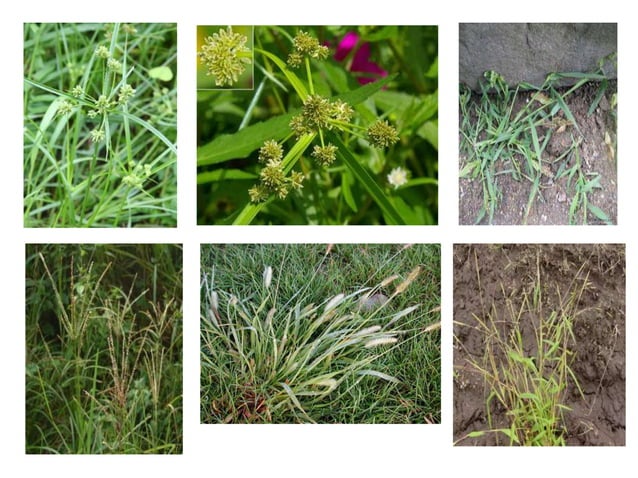 Weed management in rice | PPTX