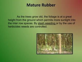 Weed management in rubber | PPTX