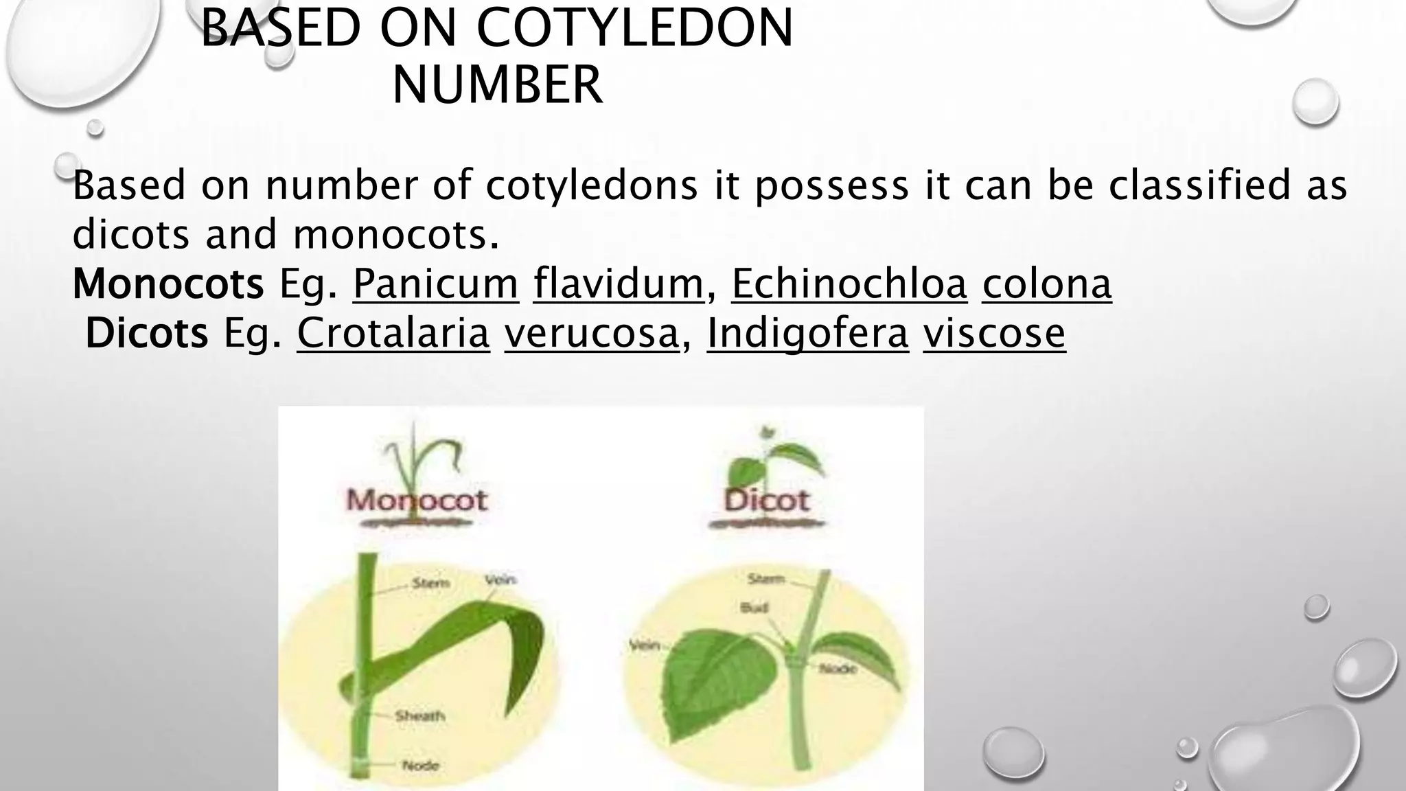 weed management ppt.pptx