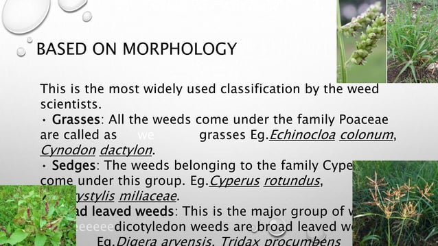 weed management ppt.pptx