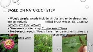 weed management ppt.pptx