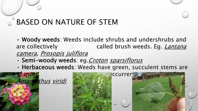 weed management ppt.pptx