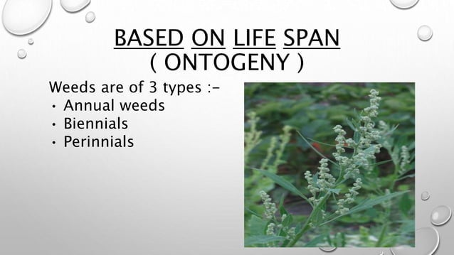 weed management ppt.pptx