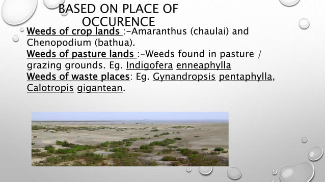 weed management ppt.pptx