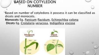 weed management ppt.pptx