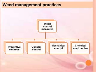 Weed management practices on growth and yield of mungbean under agri ...