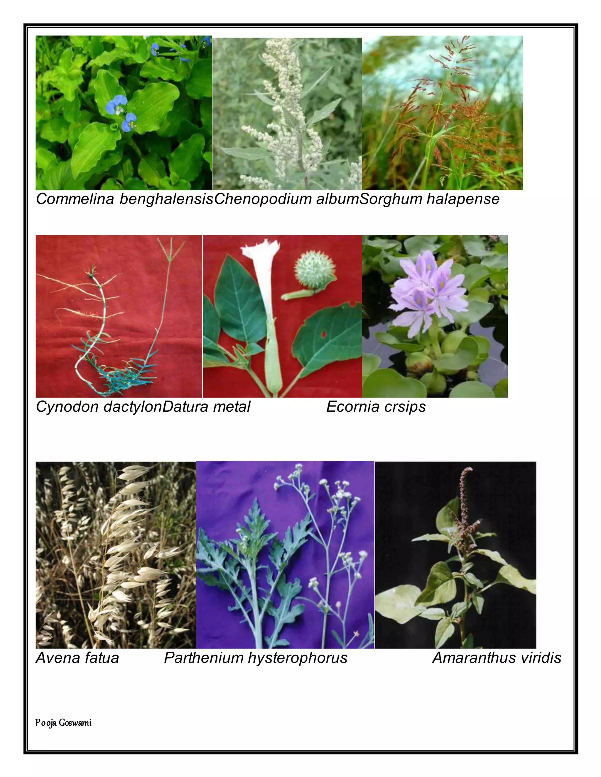 Weed menace in agriculture | DOC