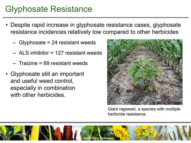 Weed Management in the Era of Glyphosate Resistance | PPT