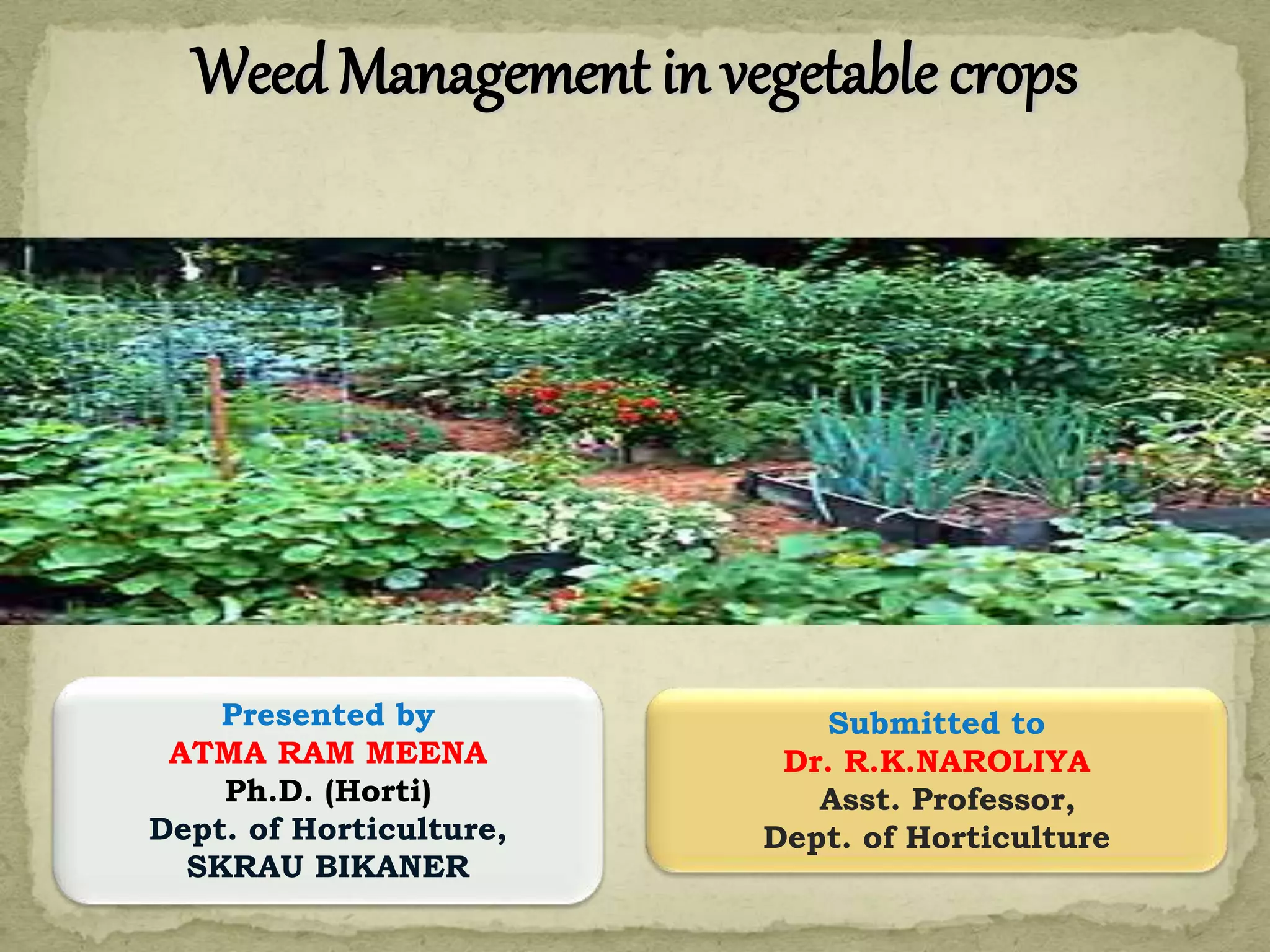 Weed mgt in_vetatables - | PPTX