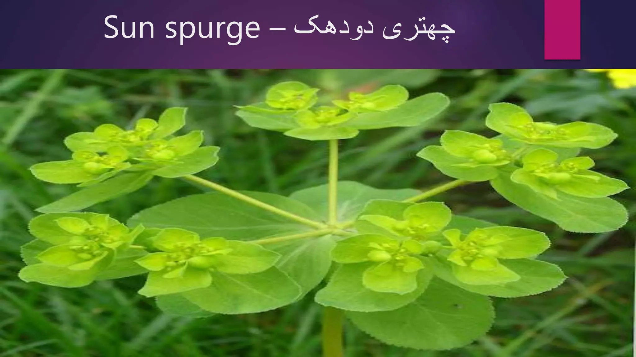 common weeds in pakistan | PPTX