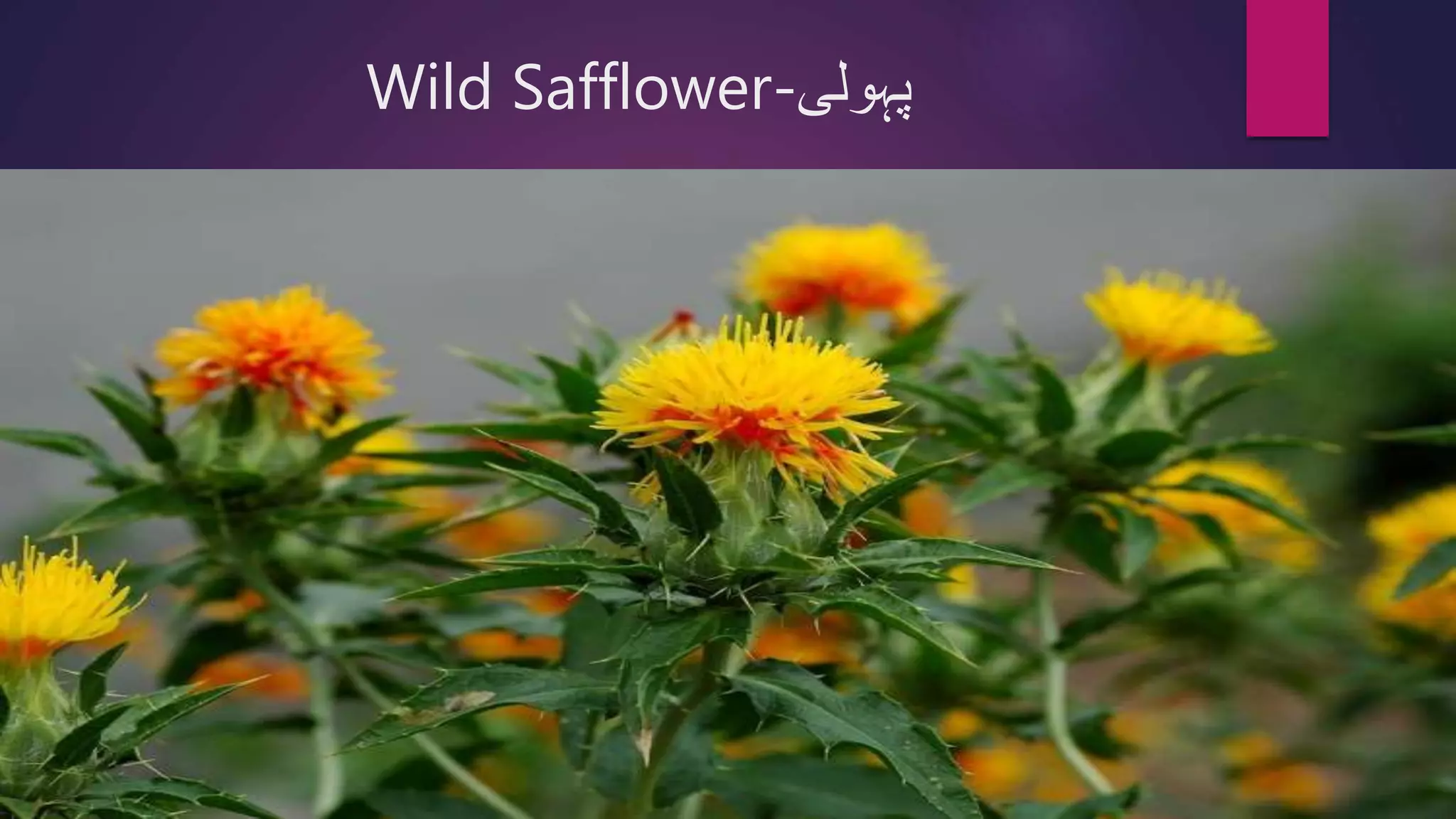 common weeds in pakistan | PPTX