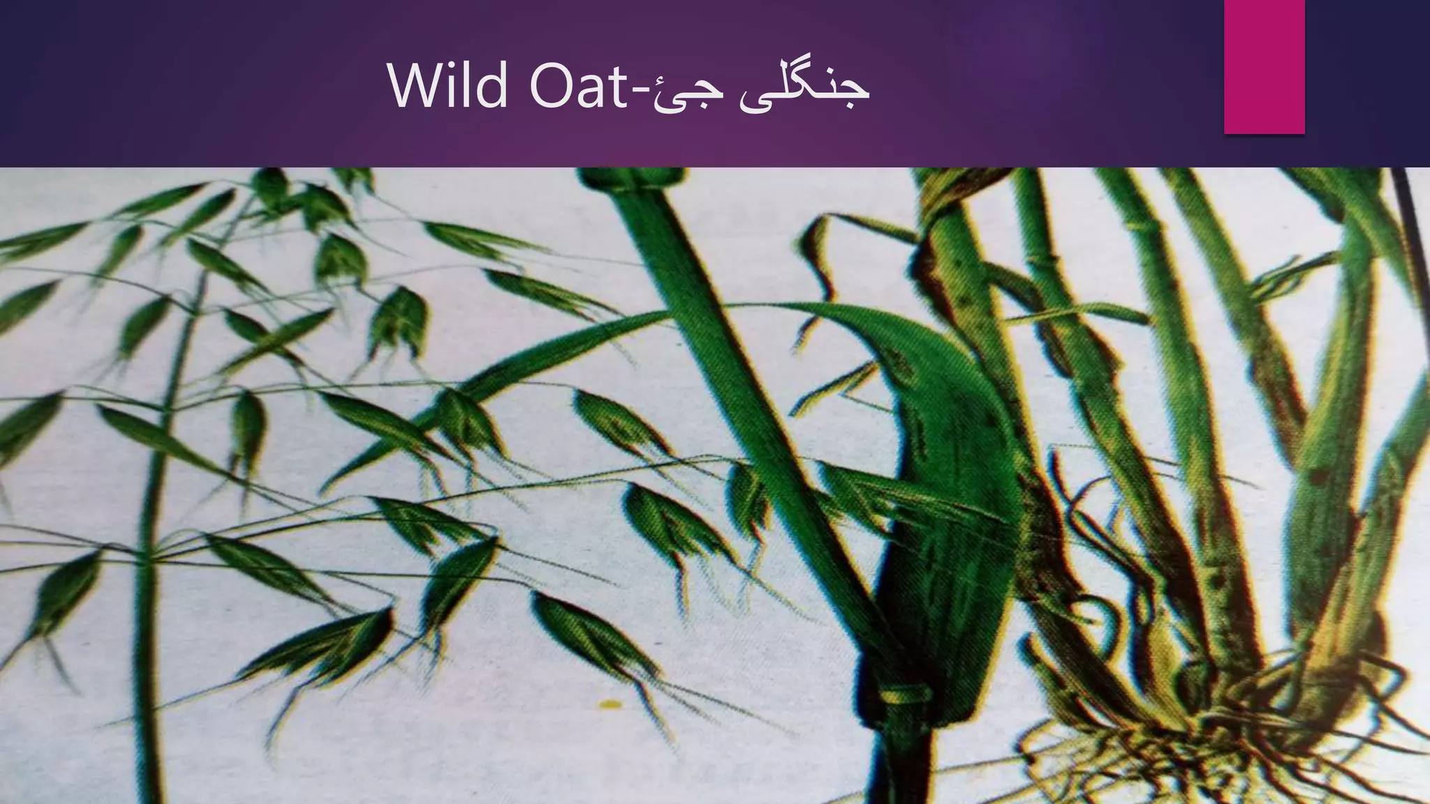 common weeds in pakistan | PPTX