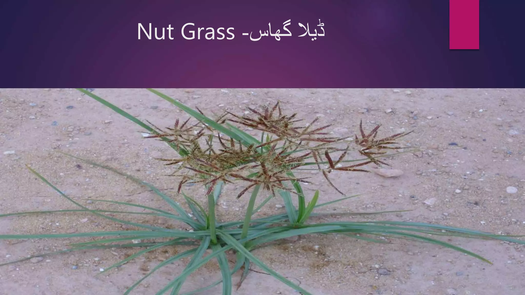 common weeds in pakistan | PPTX
