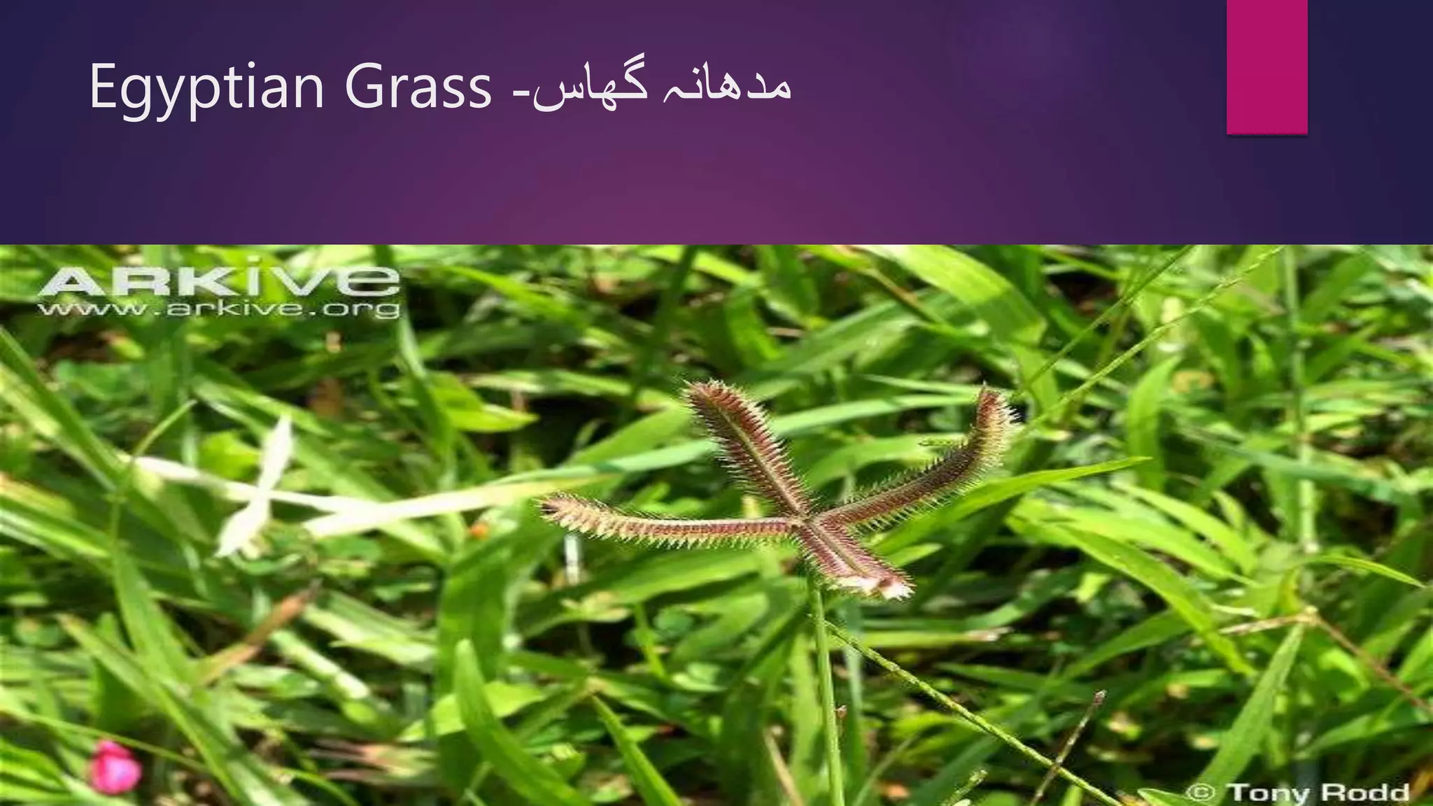 common weeds in pakistan | PPTX