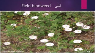 common weeds in pakistan | PPTX
