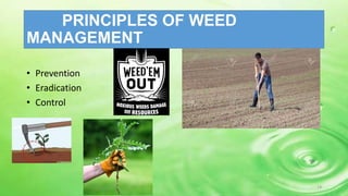 WEED MANAGEMENT IN GROUNDNUT | PPTX