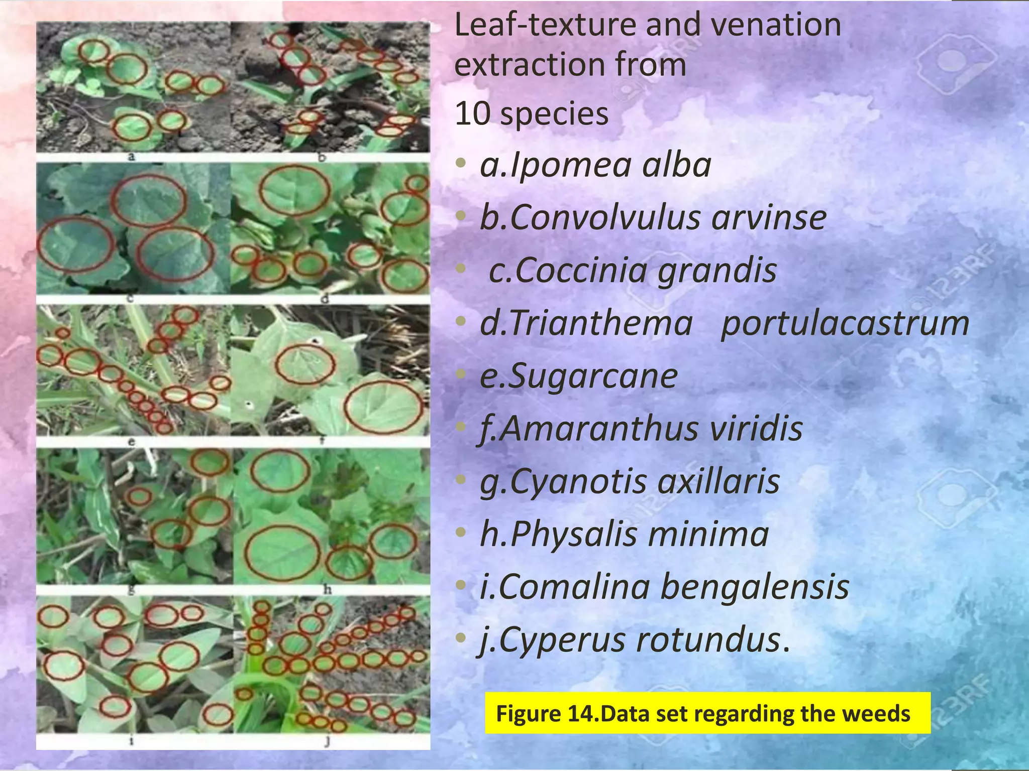 Weed management using remote sensing | PPTX