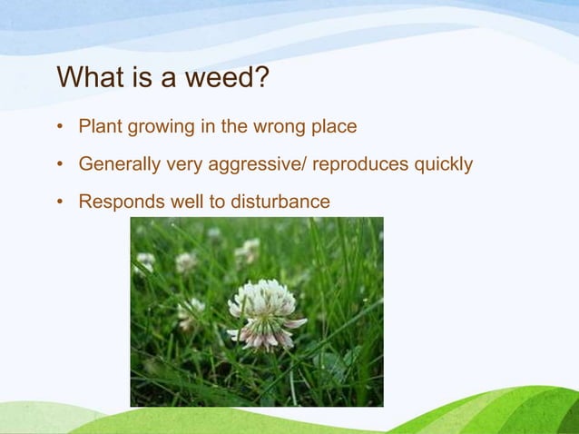 Weeds!!! | PPT