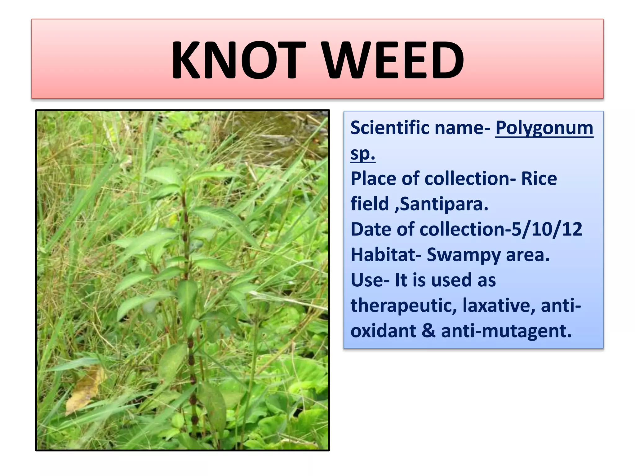 Weeds diversity in N-E region of India | PPSX