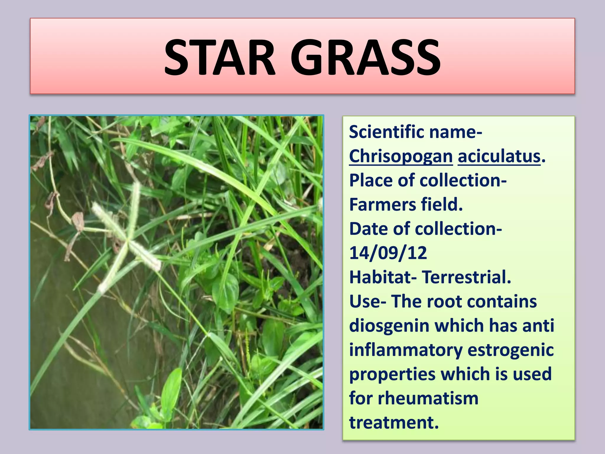 Weeds diversity in N-E region of India | PPSX