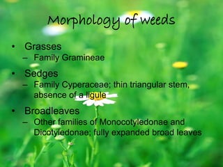 Weeds | PPTX