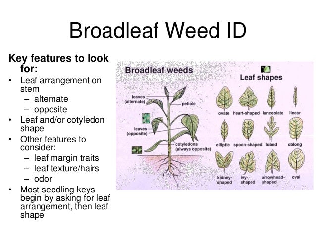 Weeds