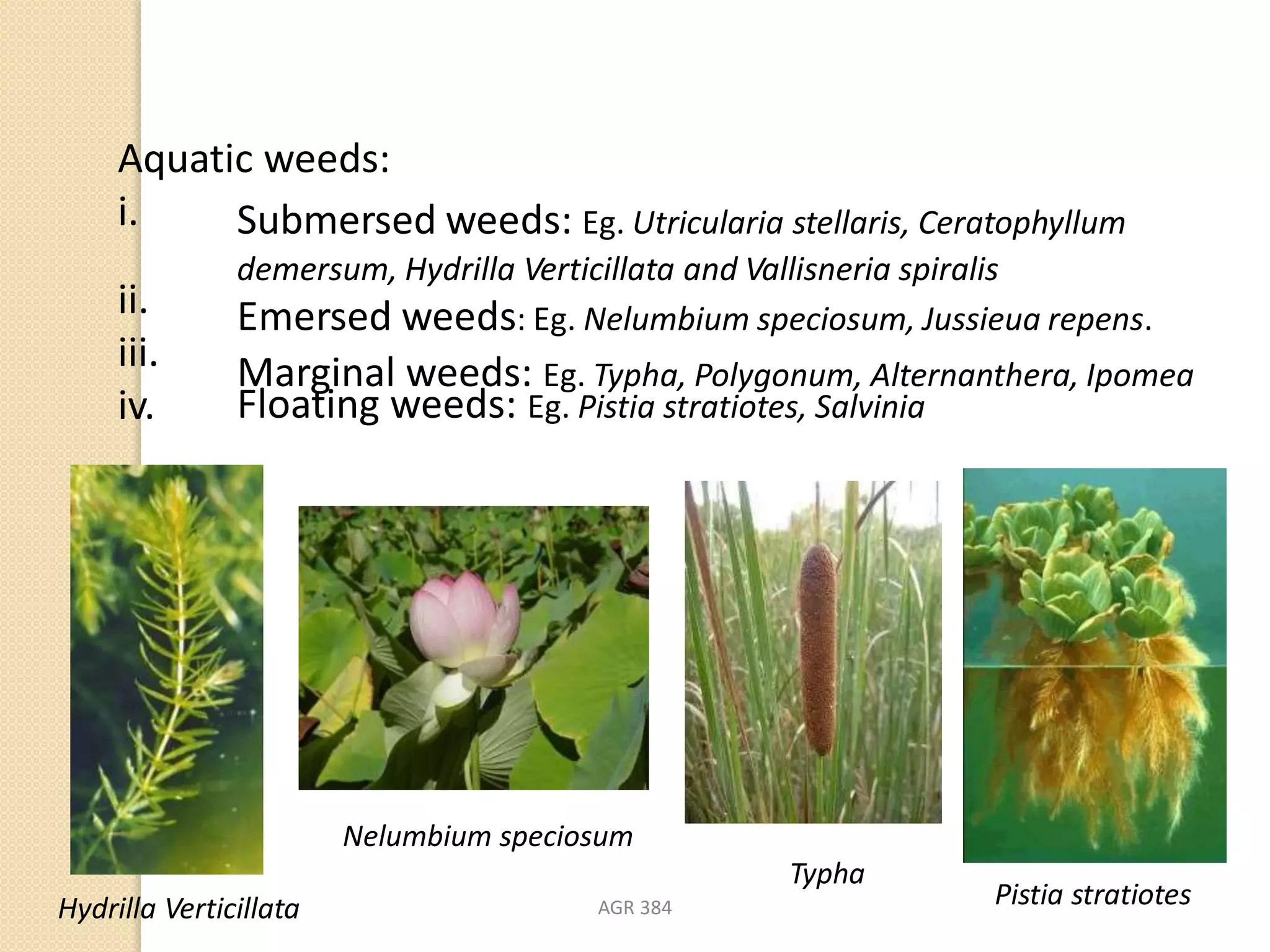 Weeds | PPTX