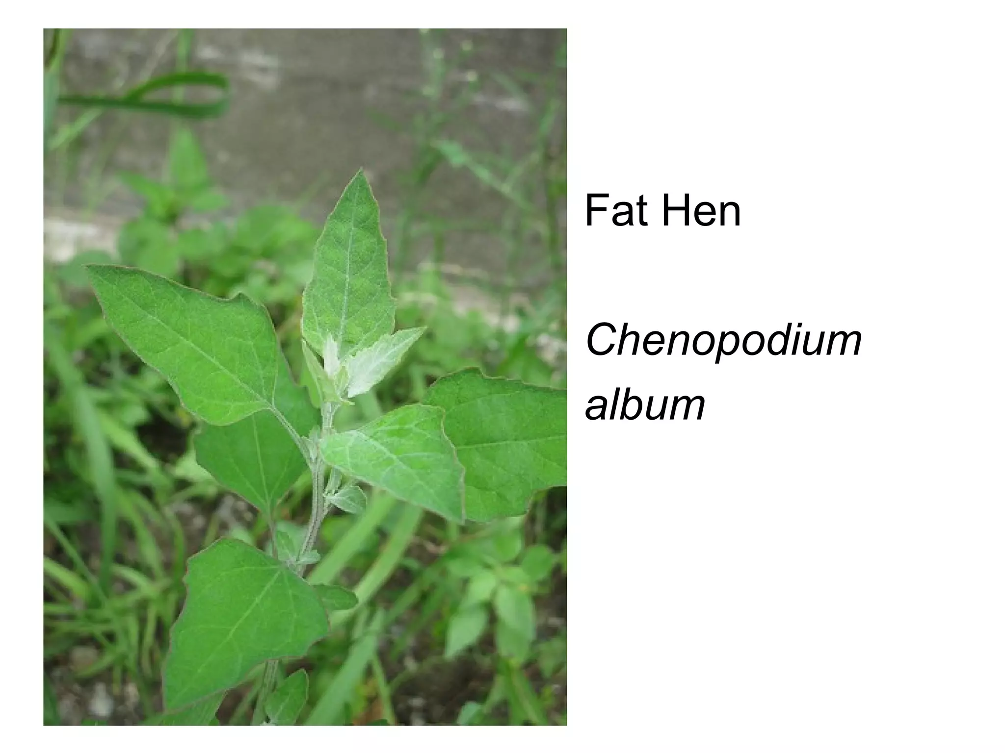 Weeds | PPT