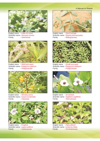 Weeds.pdf