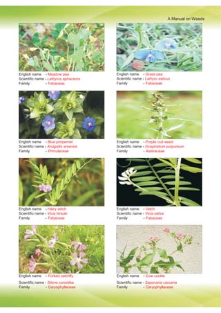 Weeds.pdf