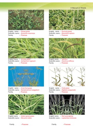 Weeds.pdf
