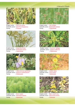 Weeds.pdf