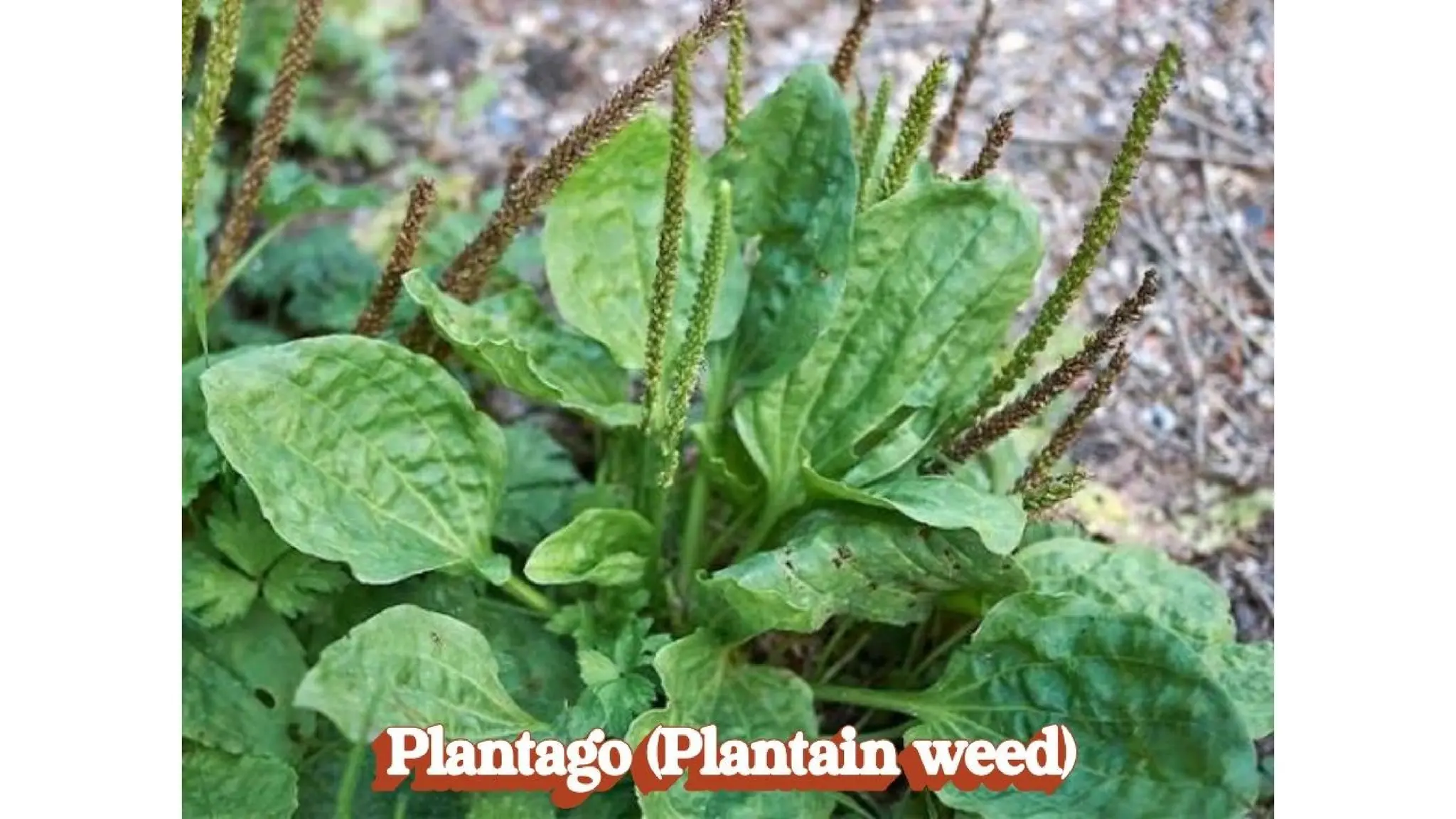 common weeds in south india in agricultural field | PPTX