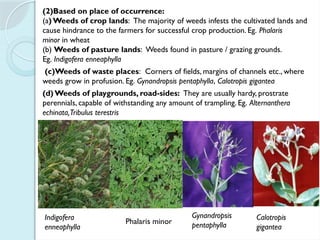 Definition of weeds , characteristics of weeds and its classification ...