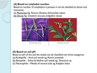 Definition of weeds , characteristics of weeds and its classification ...