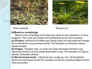 Definition of weeds , characteristics of weeds and its classification ...