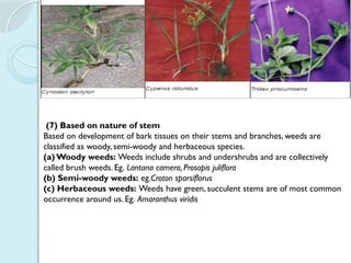 Definition of weeds , characteristics of weeds and its classification ...