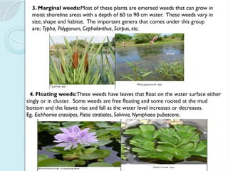 Definition of weeds , characteristics of weeds and its classification ...
