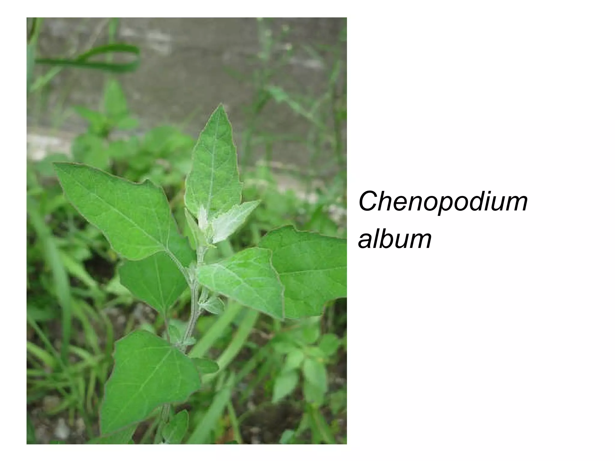 RHS Level 2 Weeds activity | PPT
