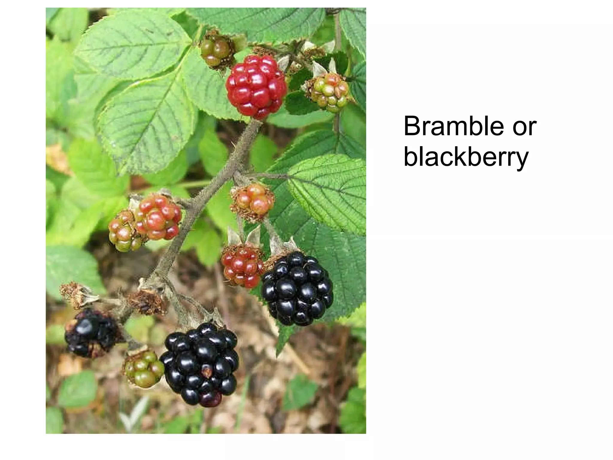 RHS Level 2 Weeds activity | PPT