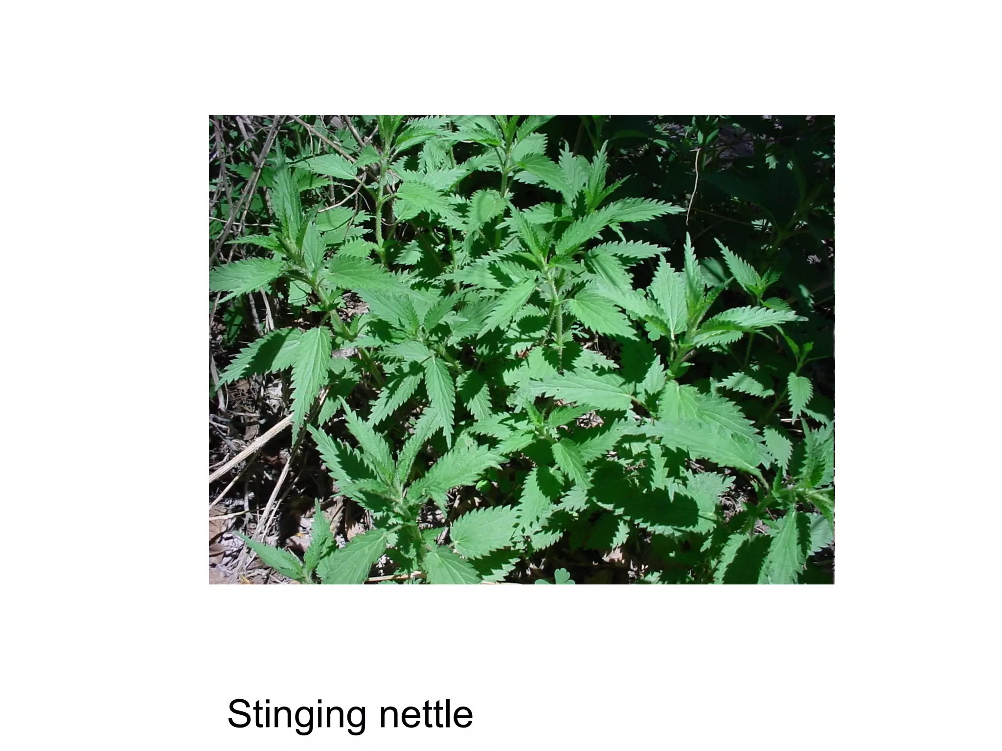 RHS Level 2 Weeds activity | PPT