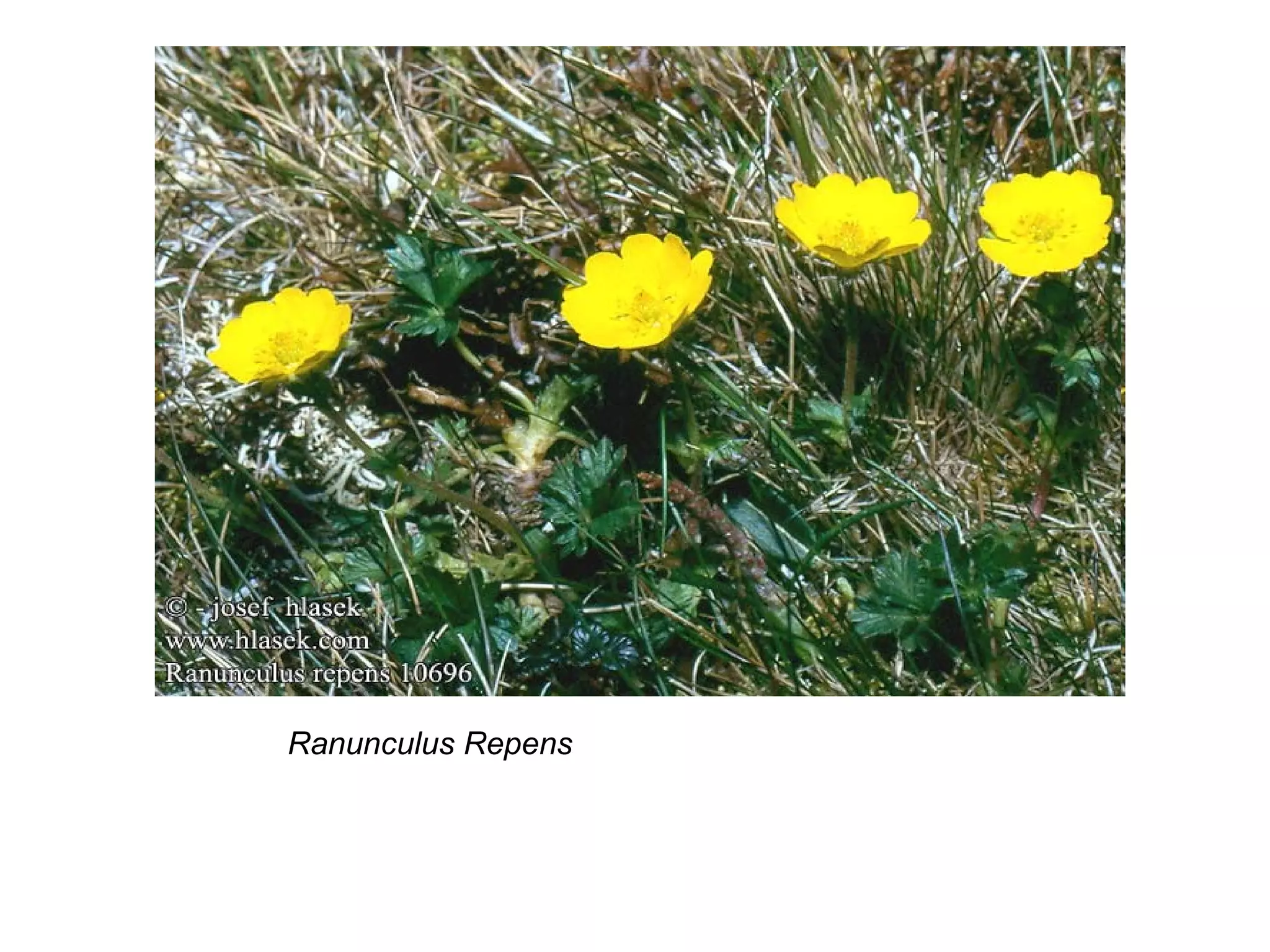 RHS Level 2 Weeds activity | PPT