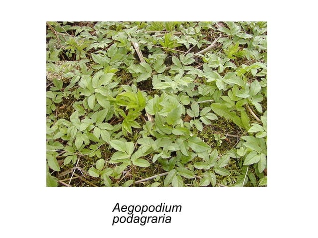 RHS Level 2 Weeds activity | PPT