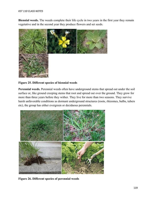 Weeds and weed management notes for crop protection | PDF