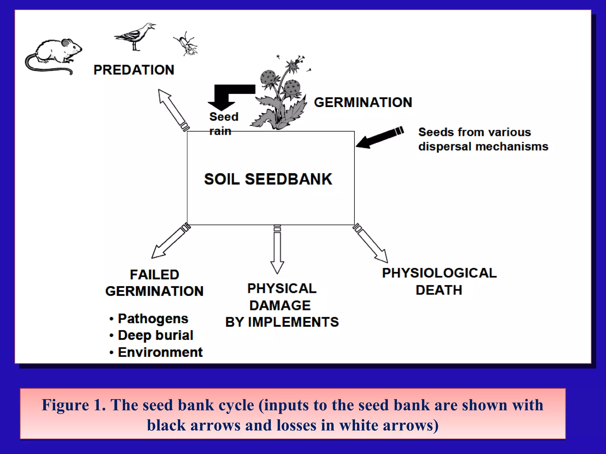 Weed Seed Bank Dynamics | PPT