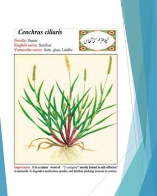Weeds identification By Mr Allah Dad Khan Agriculture Expert Khyber ...